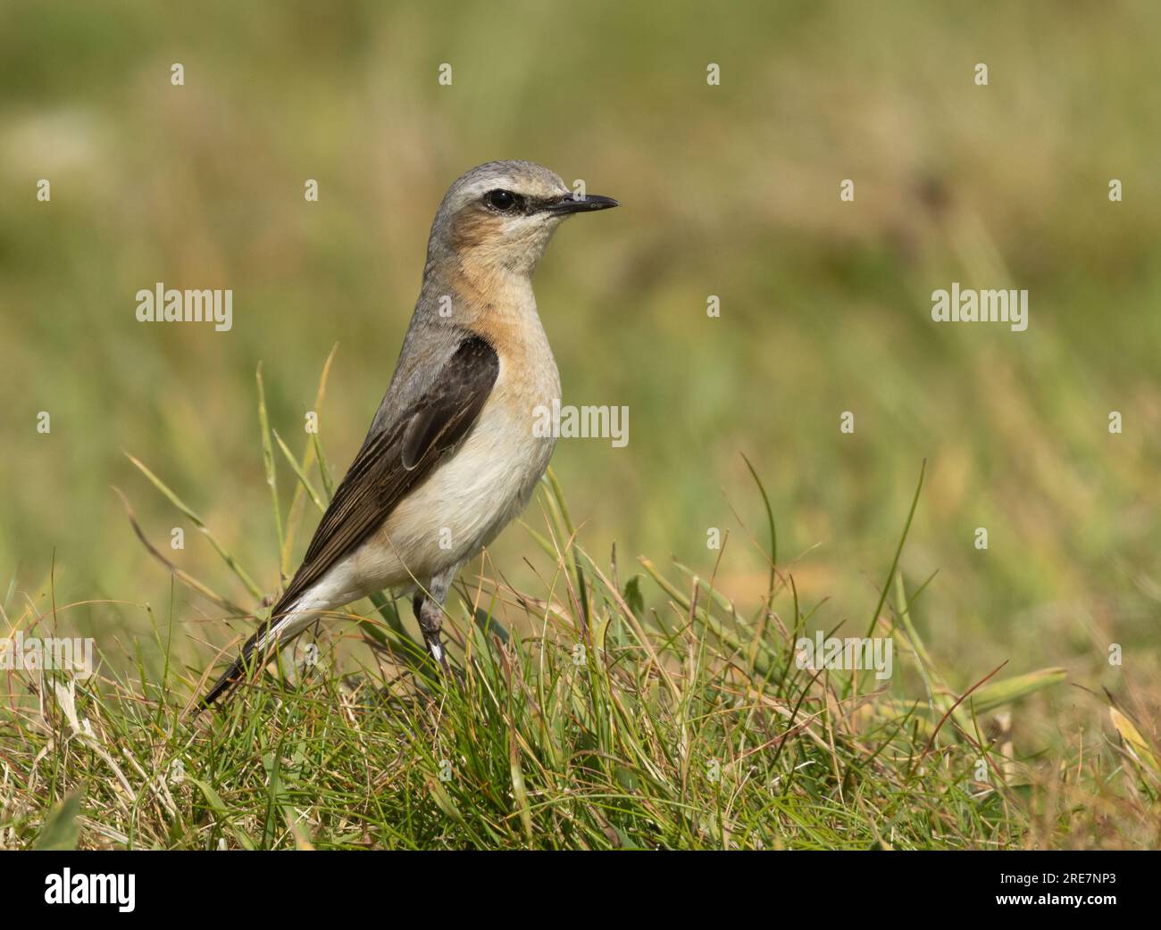 Watching the female bird hi-res stock photography and images - Alamy