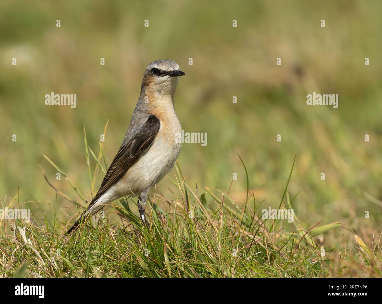Watching the female bird hi-res stock photography and images - Alamy