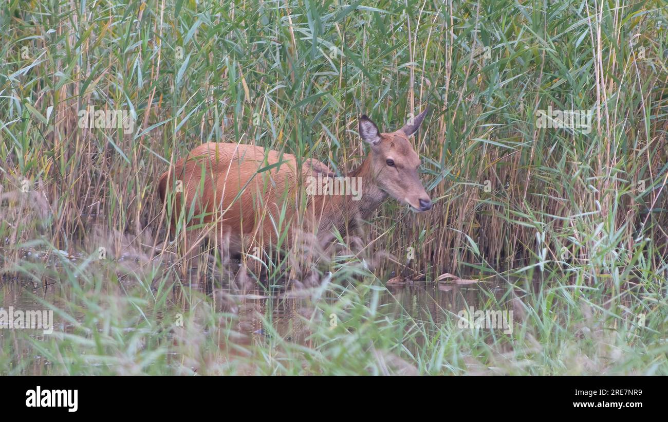 Scotland red deer hi-res stock photography and images - Alamy