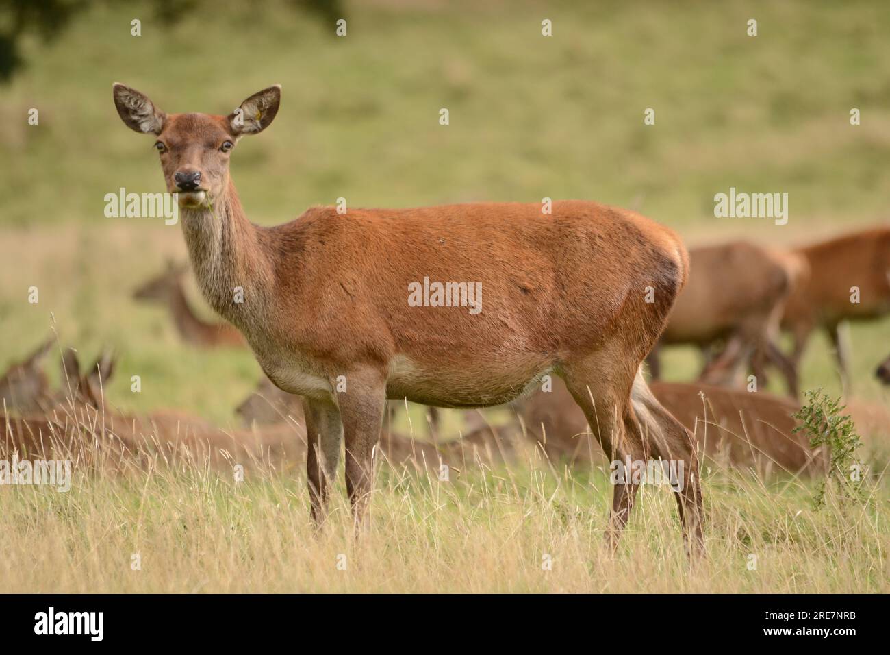 Deers scotland hi-res stock photography and images - Alamy