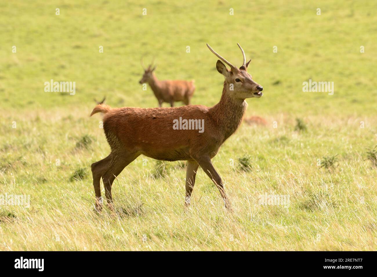 Red deer fawn scotland hi-res stock photography and images - Alamy