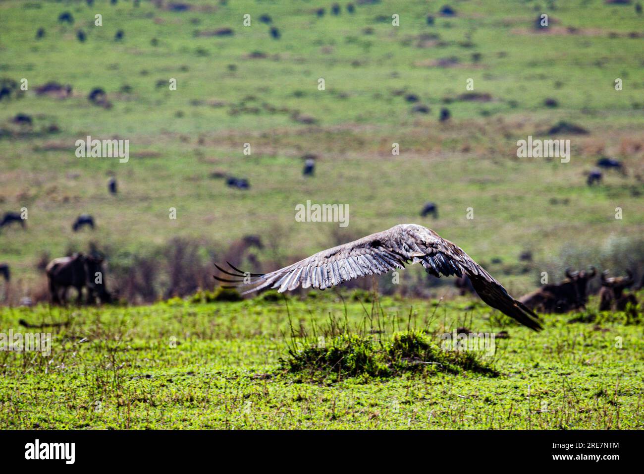Maasai Mara National Reserve is an area of preserved savannah ...
