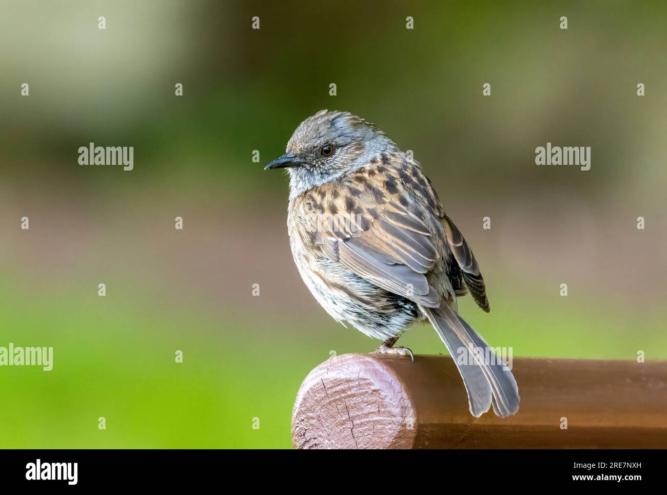 Small brown bird hi-res stock photography and images - Alamy