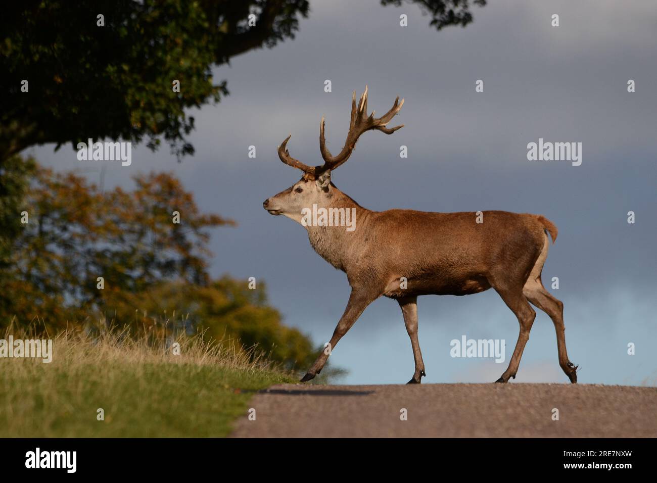 Deer hind scotland scottish wildlife hi-res stock photography and ...