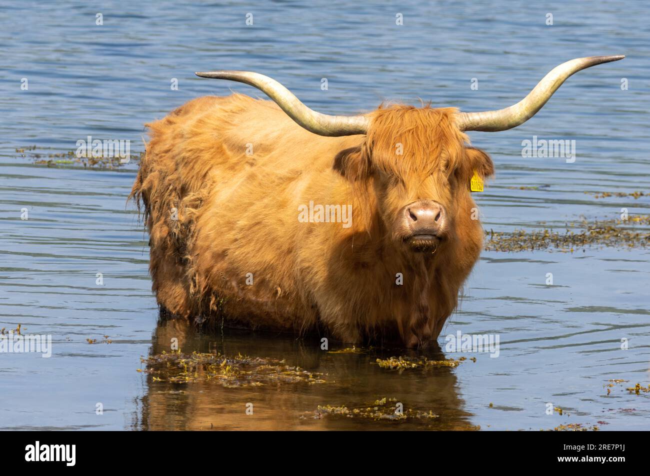 Scottish brown highland cow with big horns standing in the water to ...