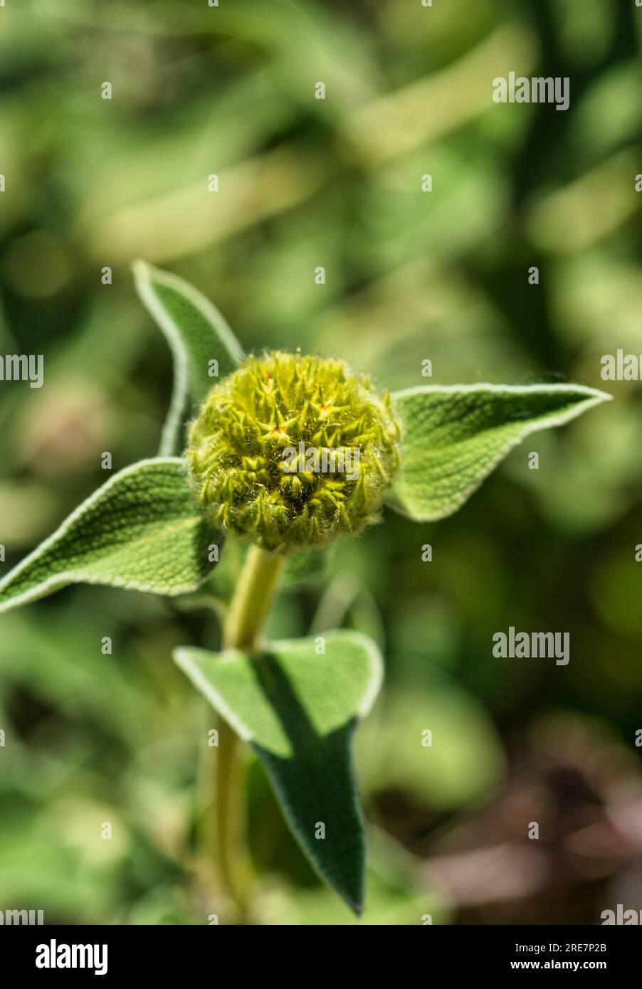 Yellow Jerusalem Sage flower. The plant Phlomis fruticosa growing in ...