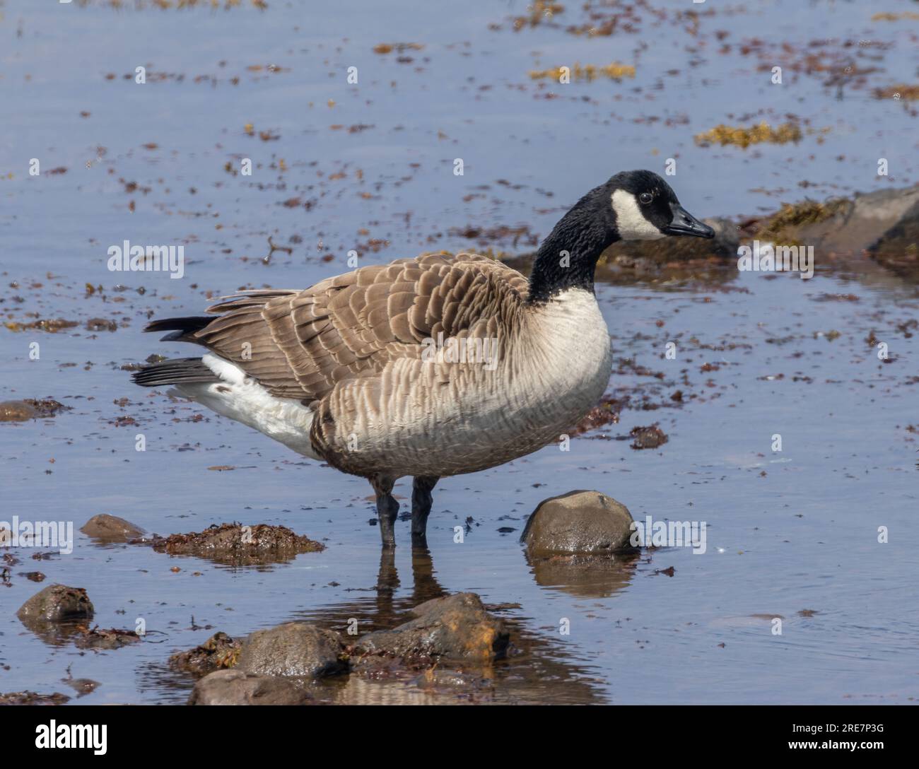 Canadian goose standing on hi-res stock photography and images - Alamy