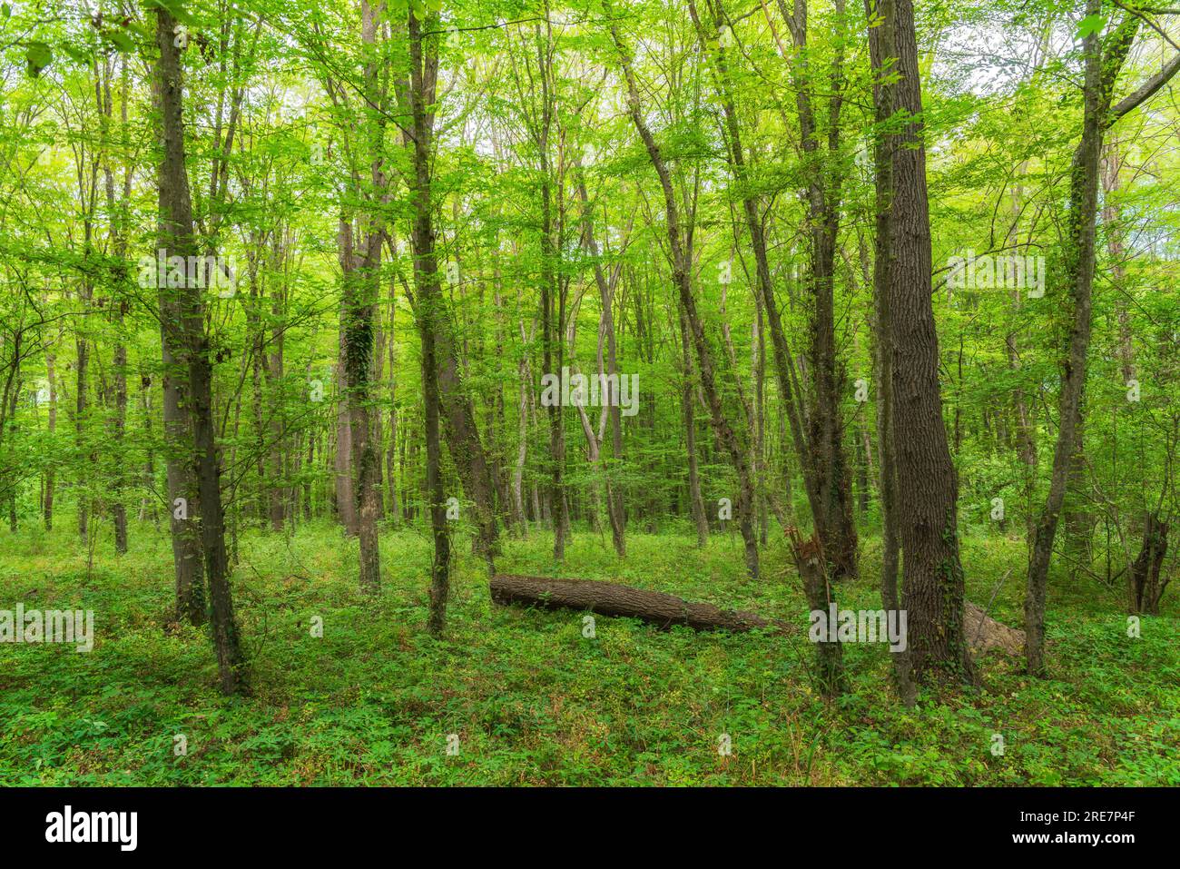 Bright green summer forest landscape Stock Photo - Alamy