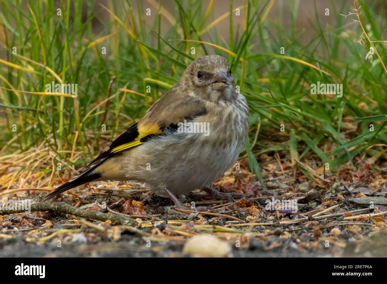 Juvenile fledged goldfinch bird in the woodland undergrowth eating ...