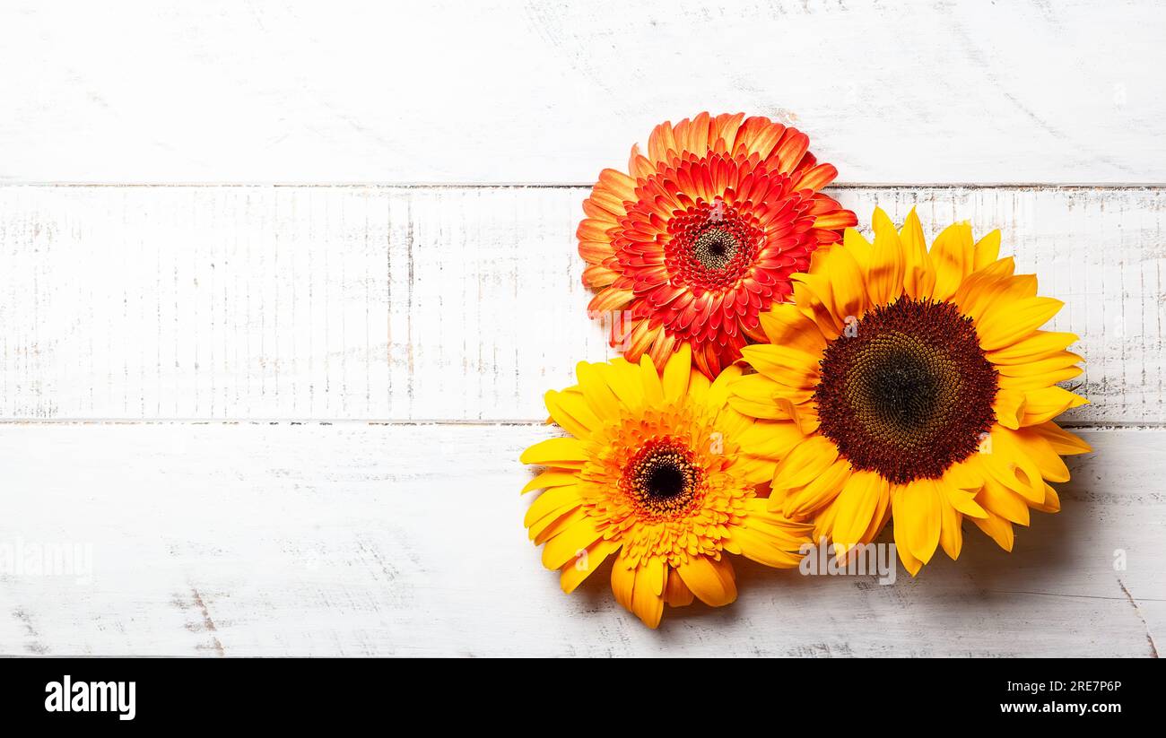 Beautiful yellow sunflowers and gerbera on the white wooden background ...
