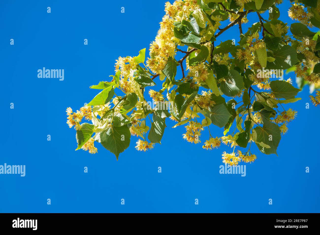 Linden tree flowers clusters tilia cordata, europea, small-leaved lime ...