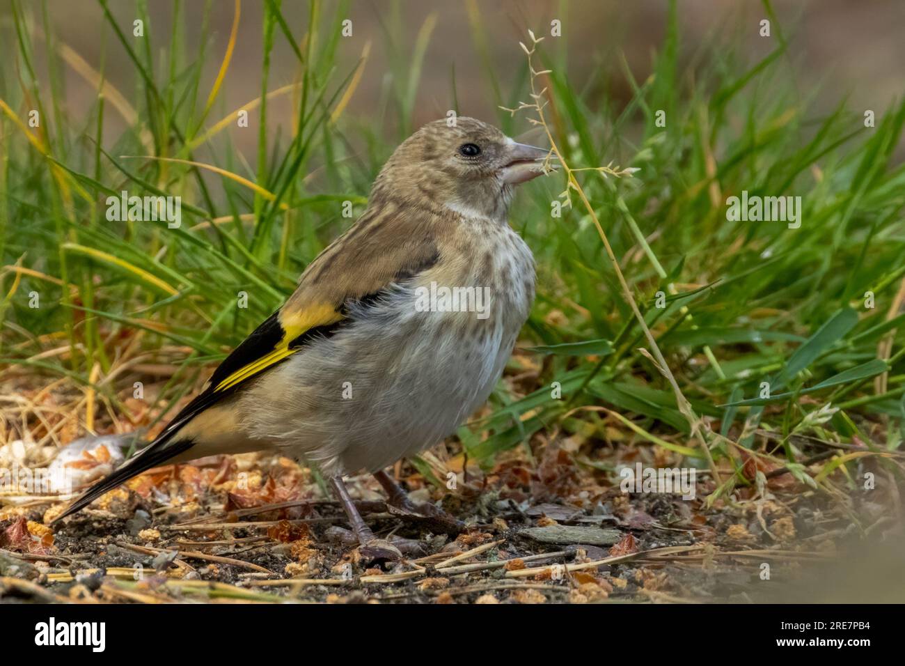Fledgling goldfinch hi-res stock photography and images - Alamy