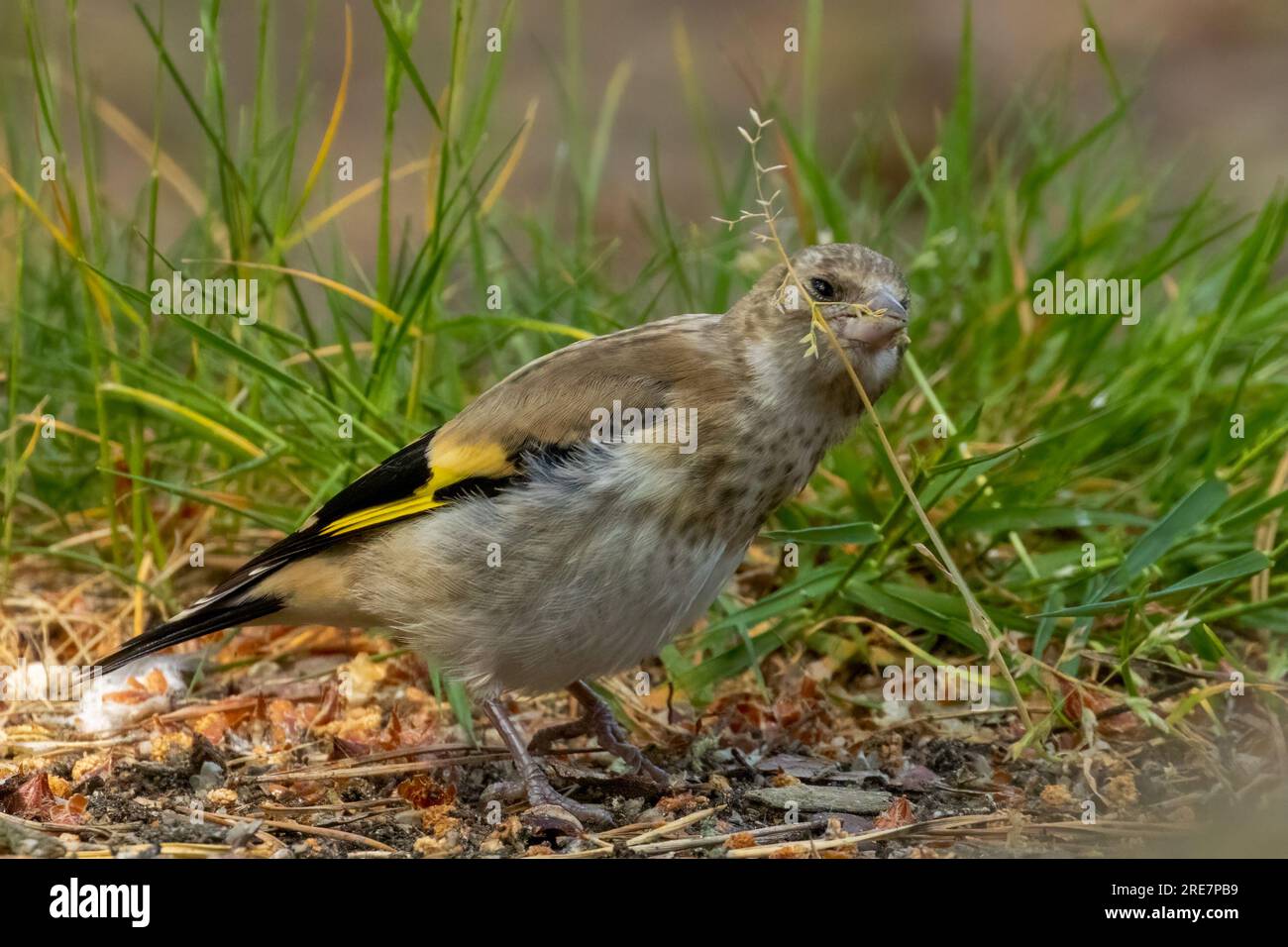 Juvenile fledged goldfinch bird in the woodland undergrowth eating ...