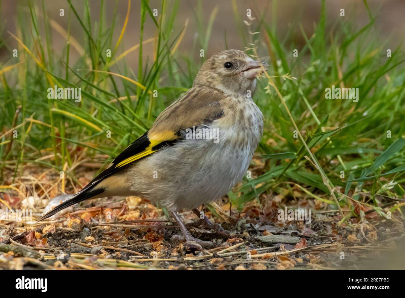 Juvenile fledged goldfinch bird in the woodland undergrowth eating ...
