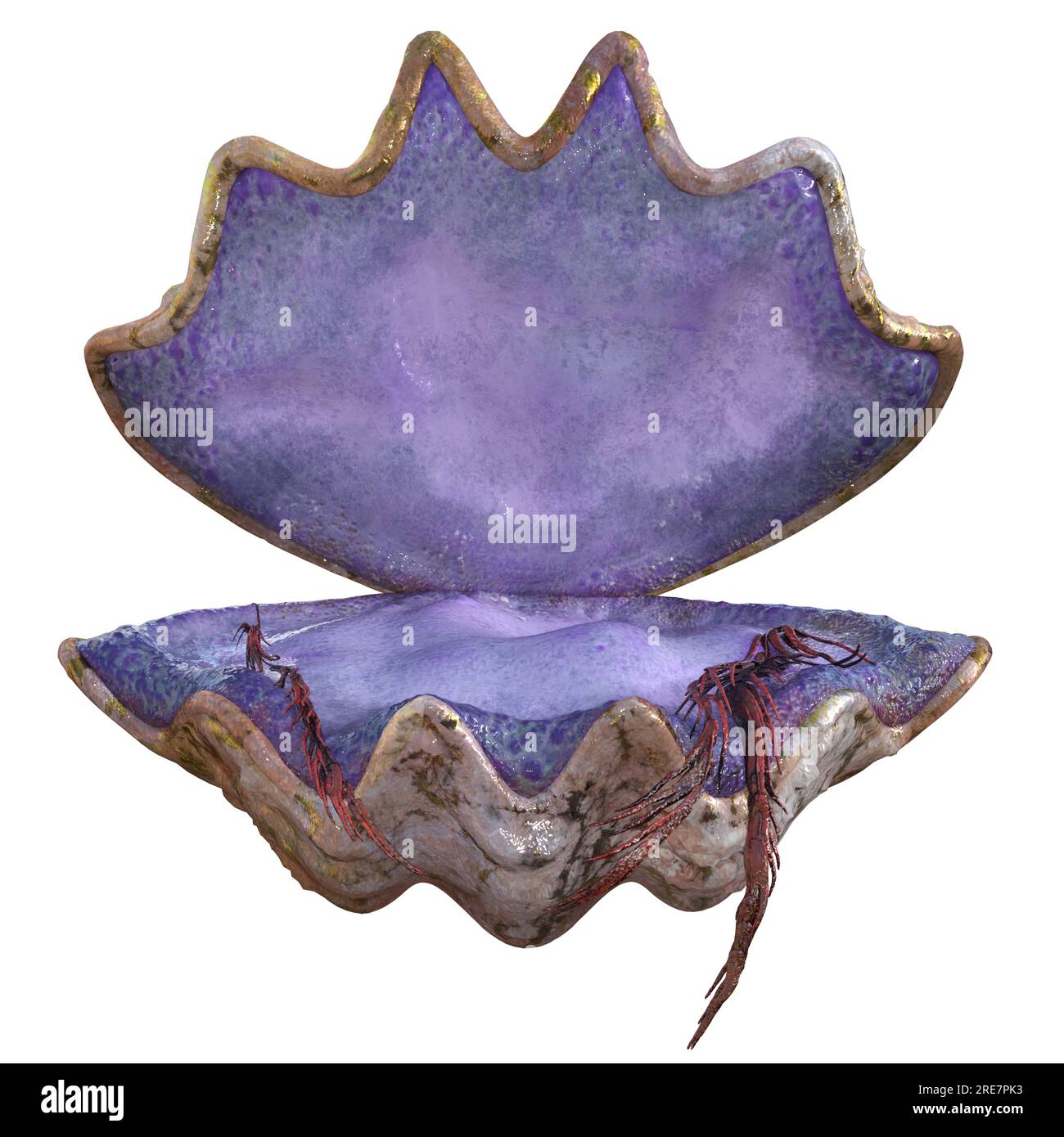 Magical open Clam Shell isolated on white, 3d render Stock Photo - Alamy