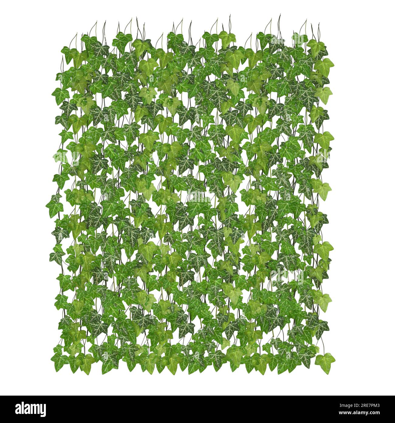 Ivy on wall Cut Out Stock Images & Pictures - Alamy