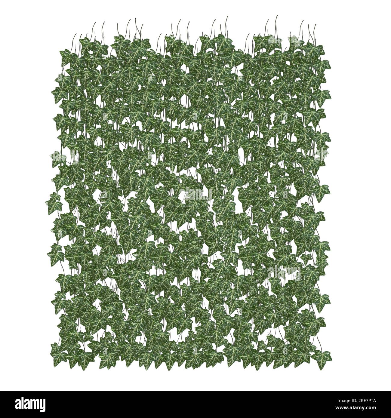 Wall of ivy vines isolated on white, 3d render Stock Photo - Alamy