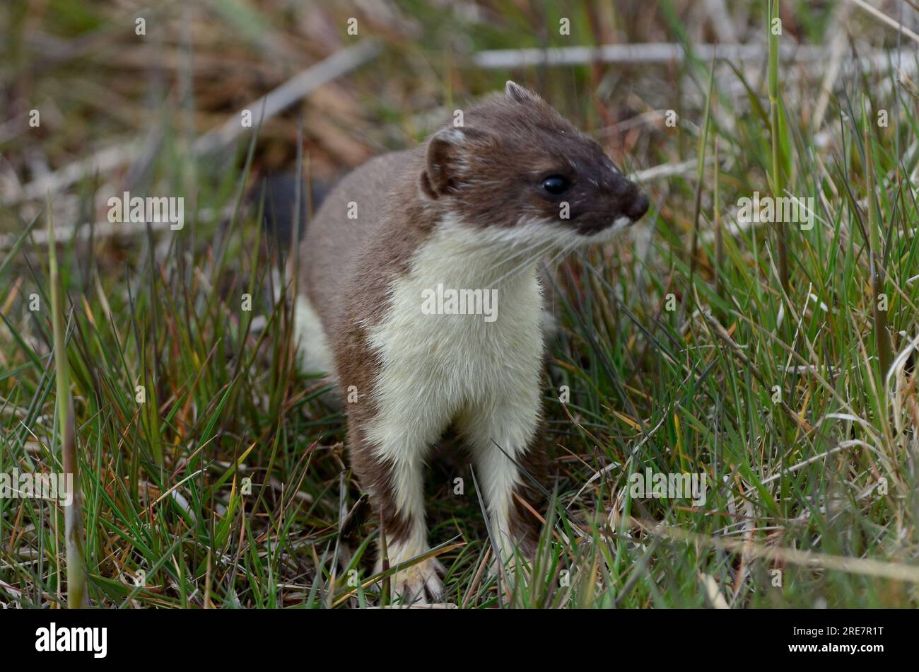Eurasian bittern uk hi-res stock photography and images - Alamy
