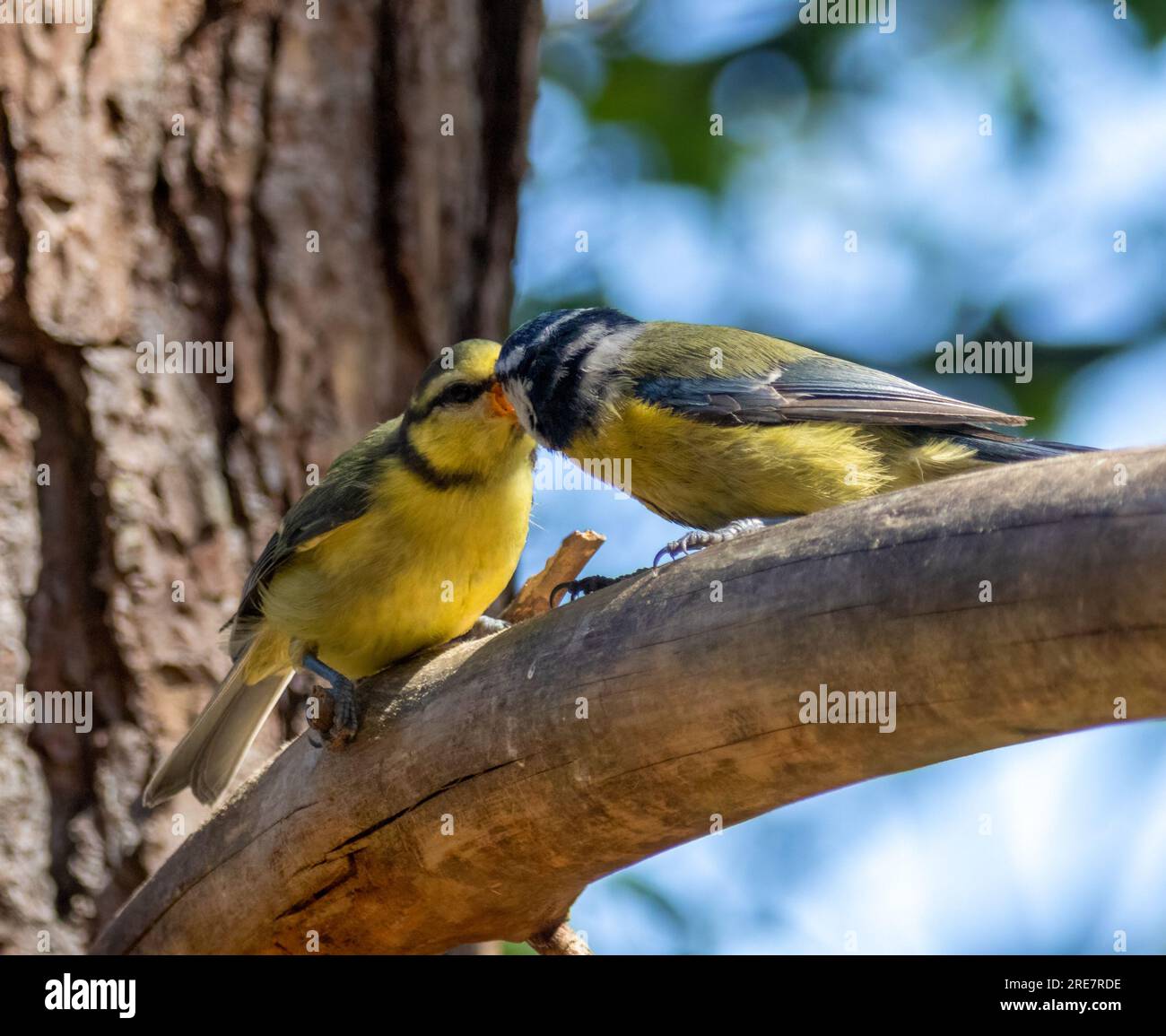 Parent blue tit bird feeding fledged baby with beak open demanding food ...