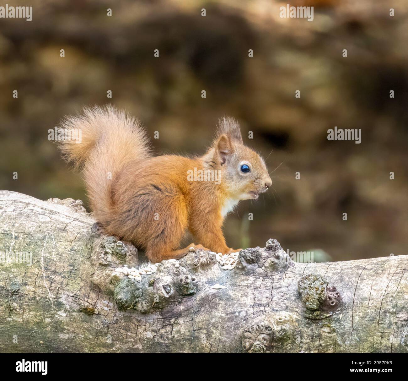 Cute Baby Red Squirrels