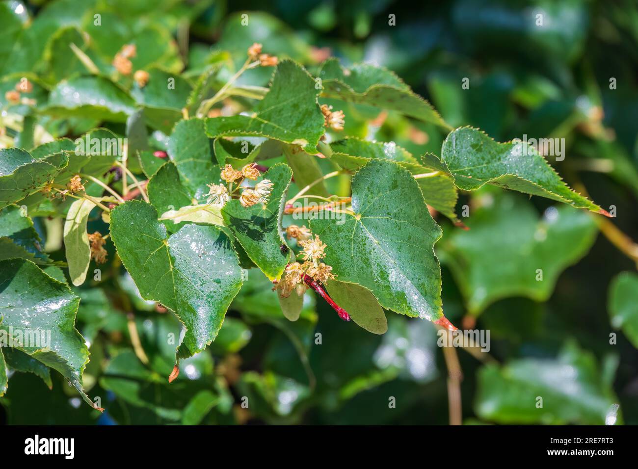 Linden tree flowers clusters tilia cordata, europea, small-leaved lime ...
