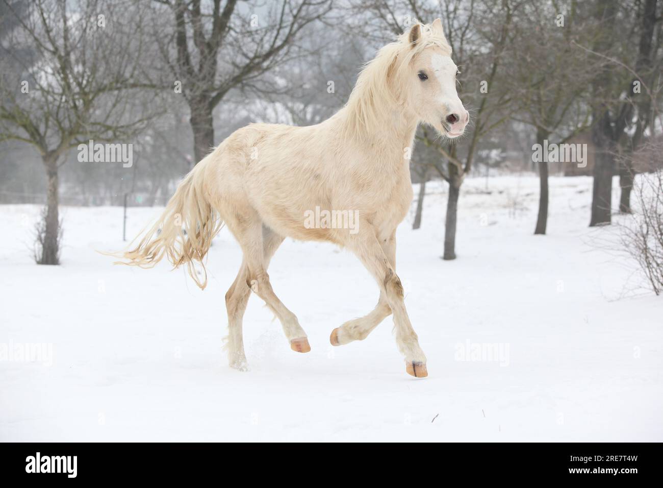 Grey pony in the snow hi-res stock photography and images - Alamy