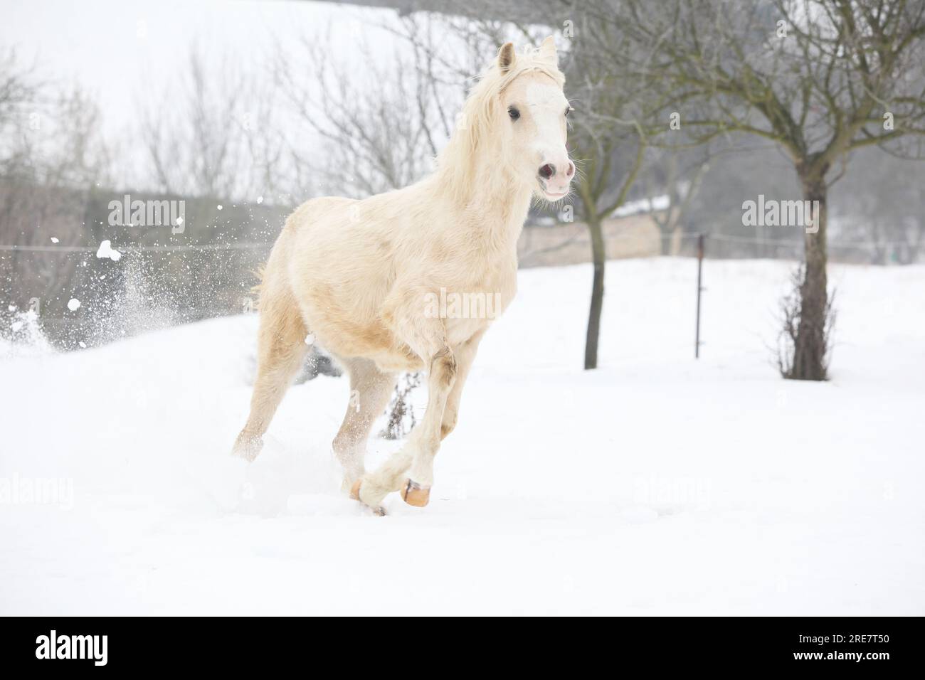 Grey pony in the snow hi-res stock photography and images - Alamy