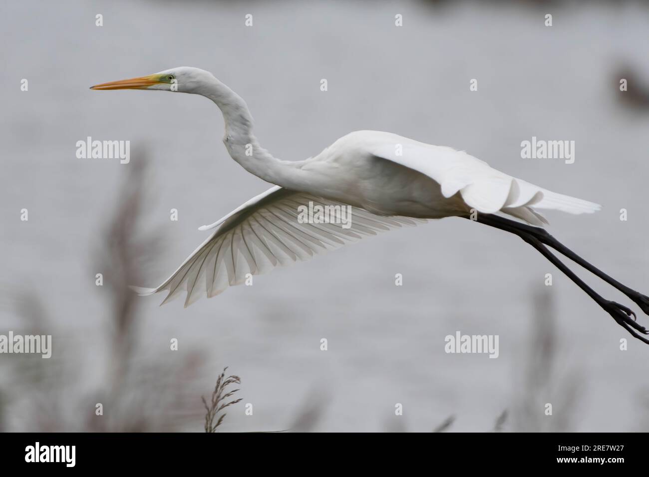 Rare great egret hi-res stock photography and images - Alamy