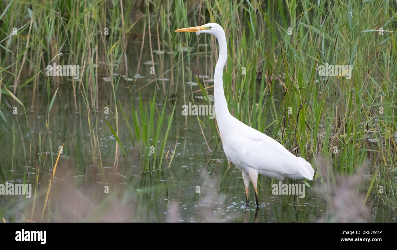 Rare great white egret ardea hi-res stock photography and images - Alamy