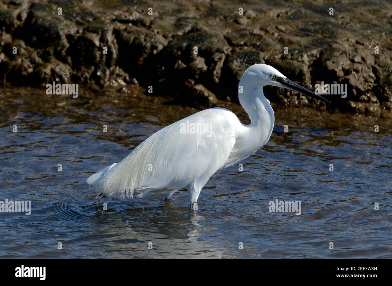 Rare great egret hi-res stock photography and images - Alamy