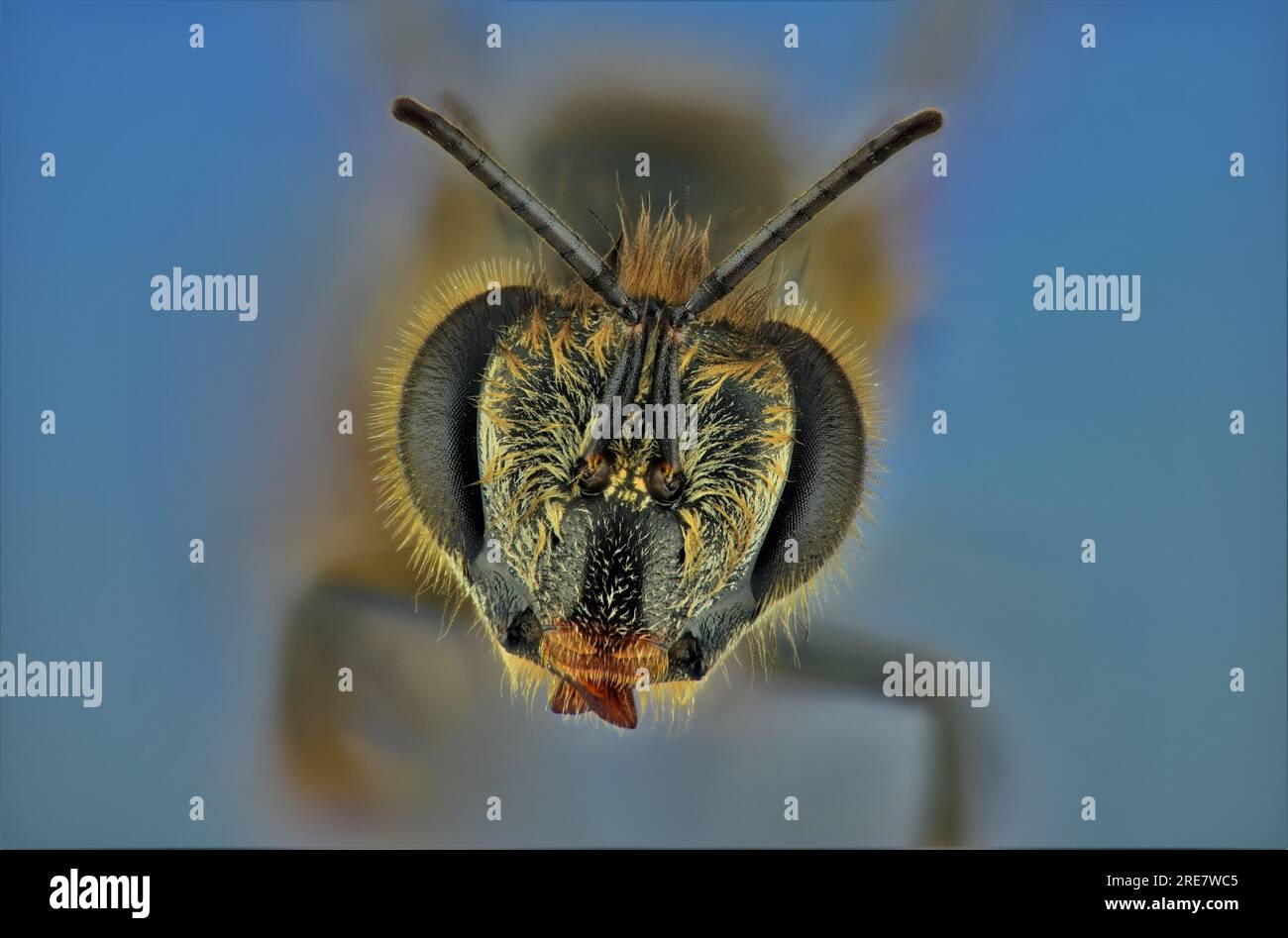Close up of the head of a Bee captured at Galle Sri Lanka Stock Photo ...