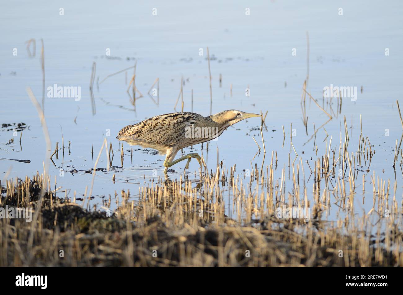 Bittern birds hi-res stock photography and images - Alamy