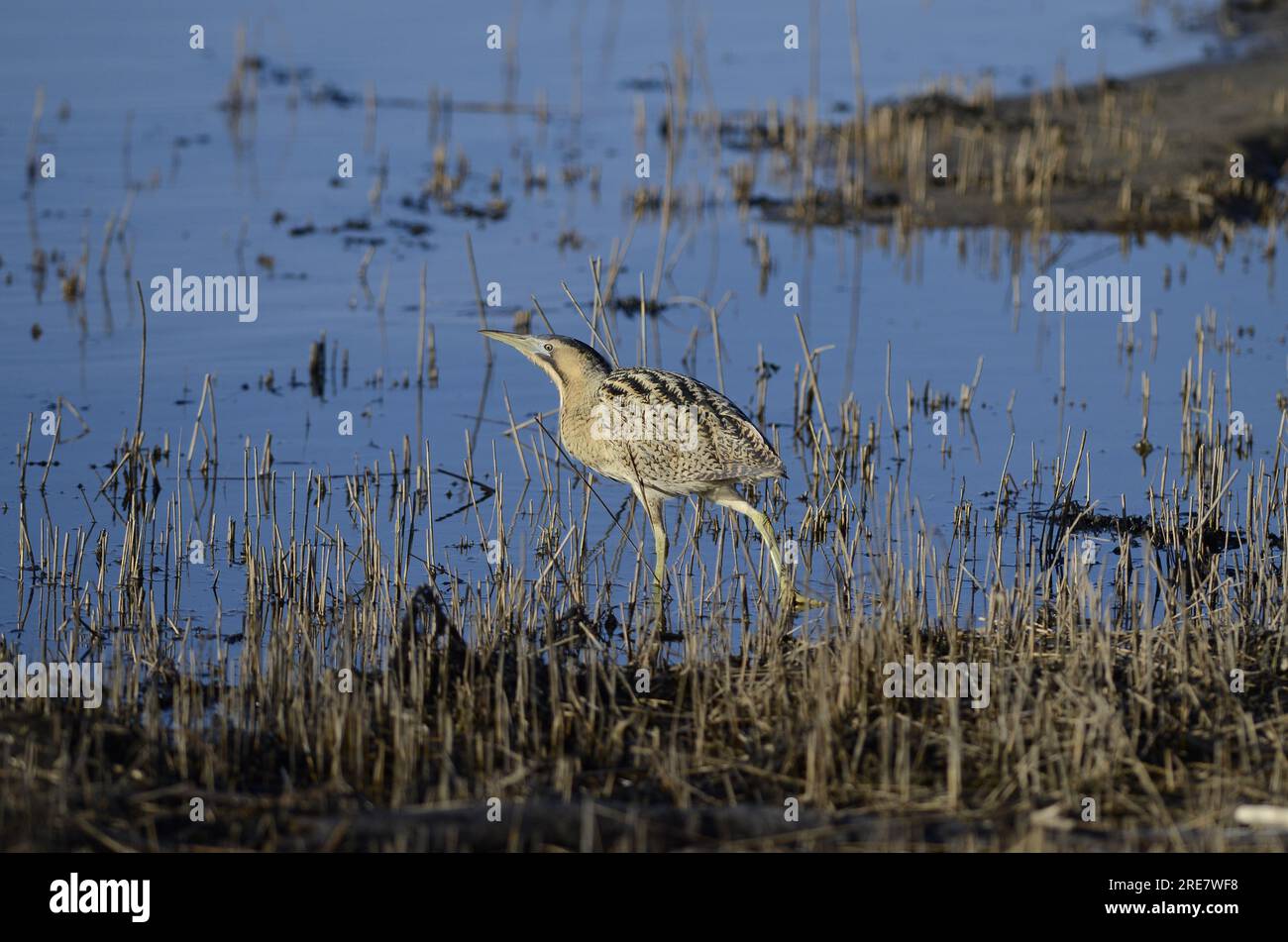 Bittern birds hi-res stock photography and images - Alamy