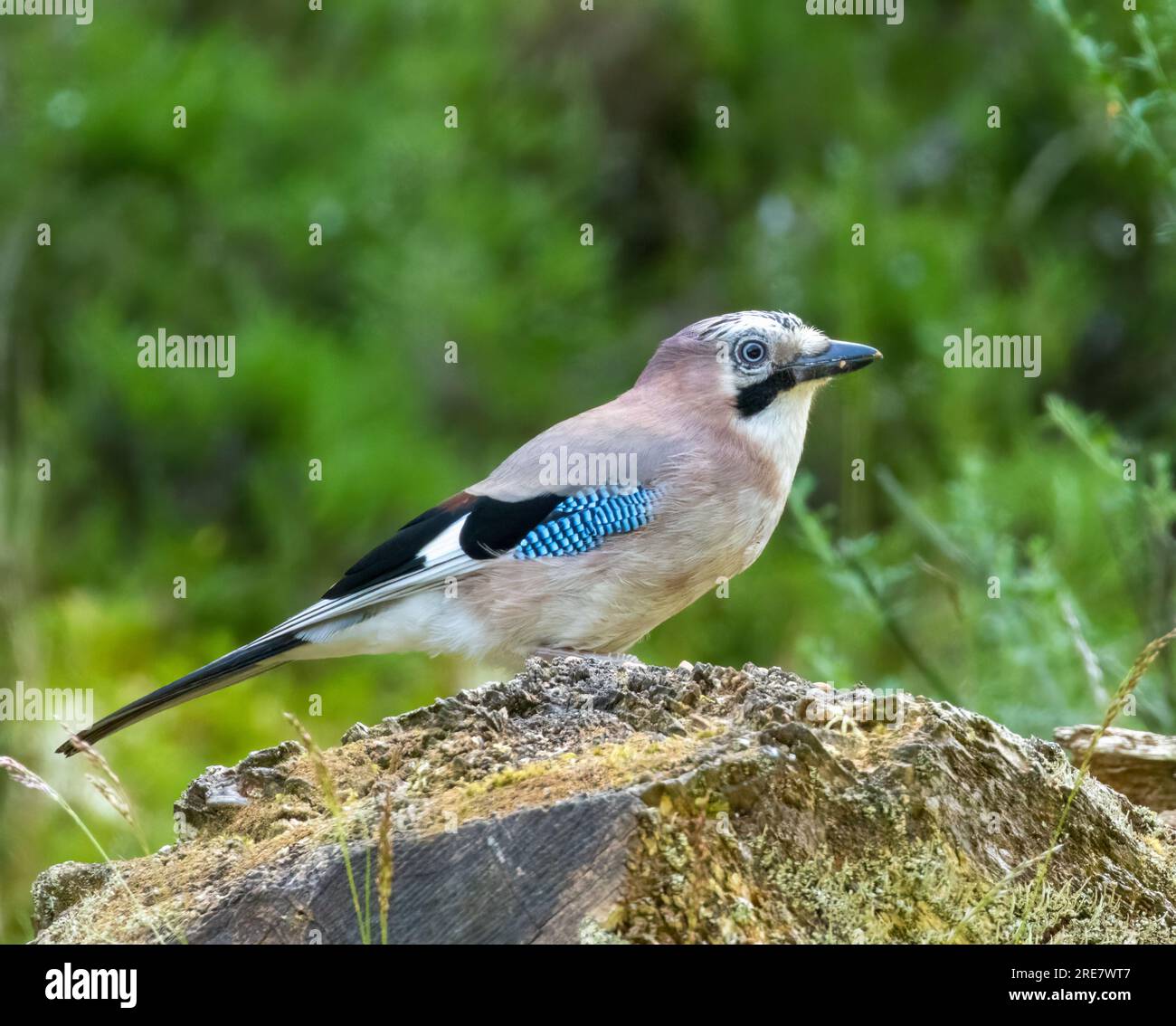 Beautiful colourful Jay corvid bird in the woodland eating nuts Stock ...
