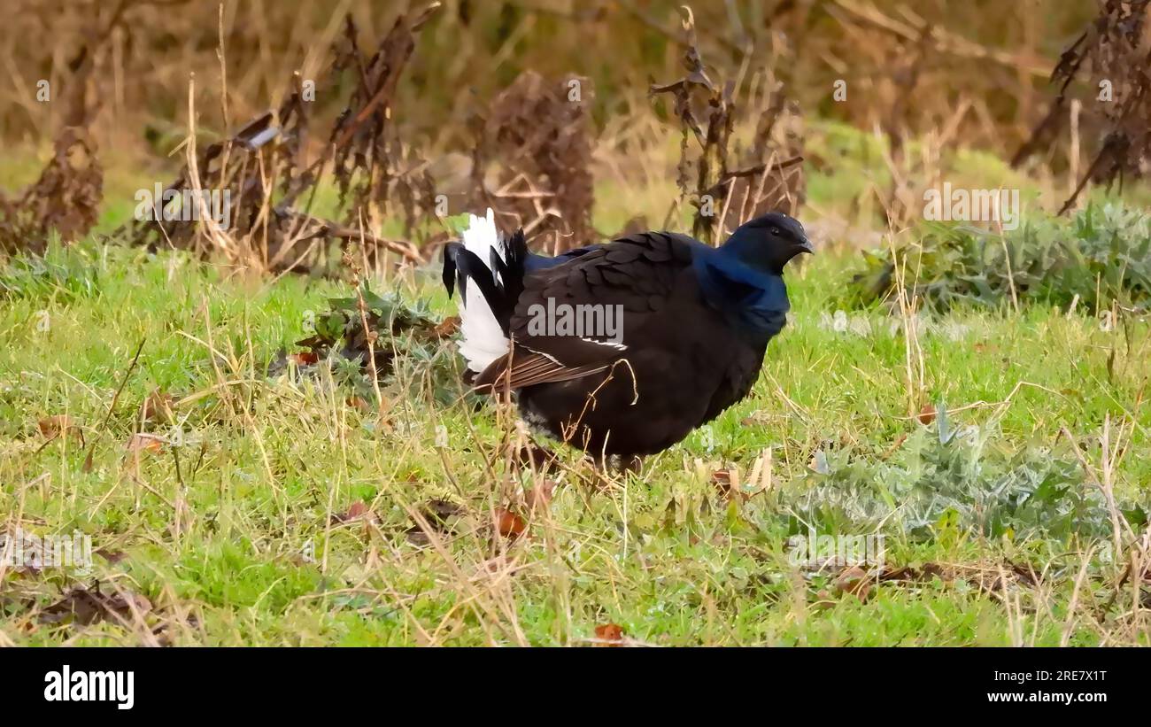 Blackcock shooting hi-res stock photography and images - Alamy