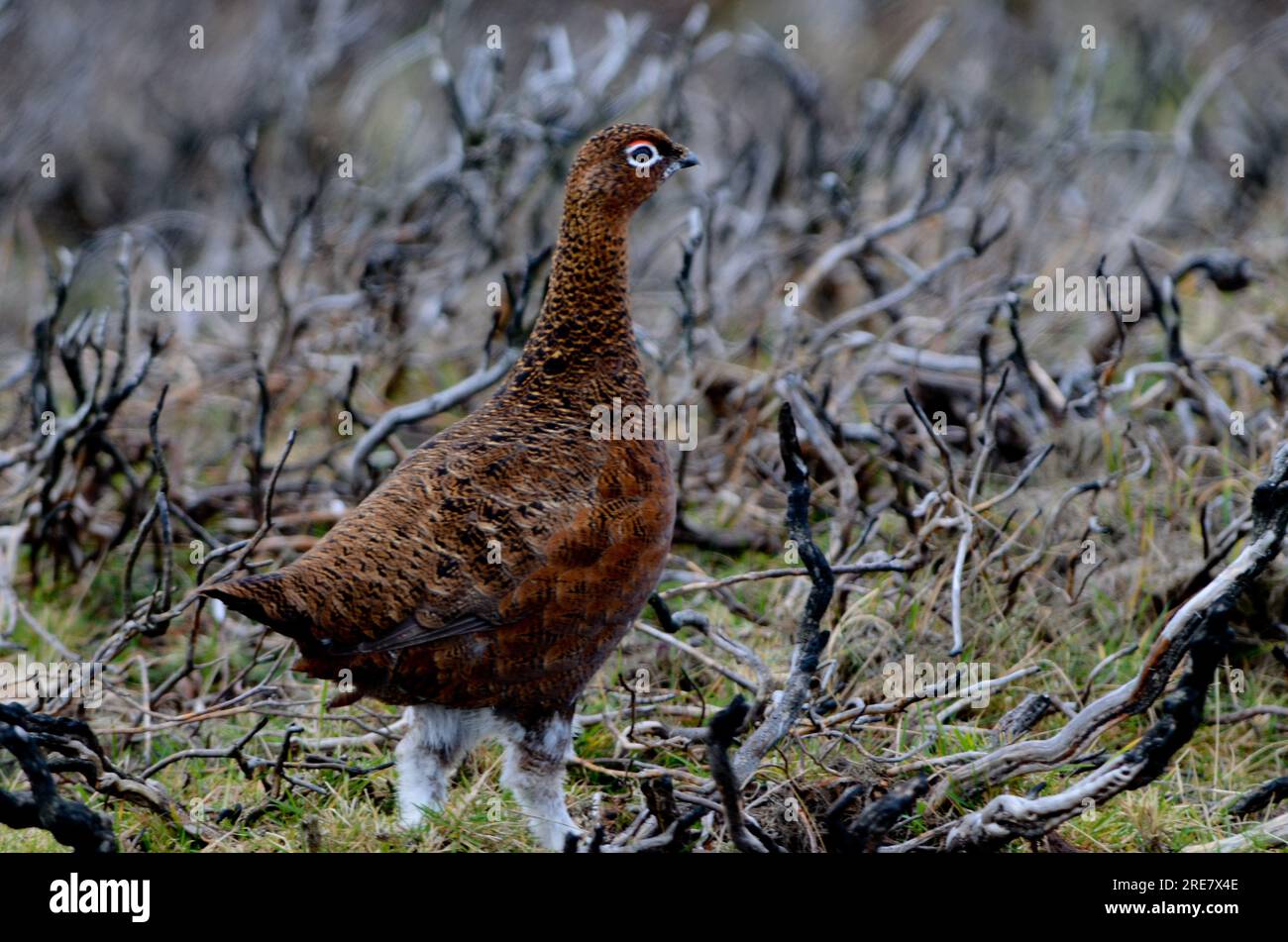 Black grouse uk woodland hi-res stock photography and images - Alamy