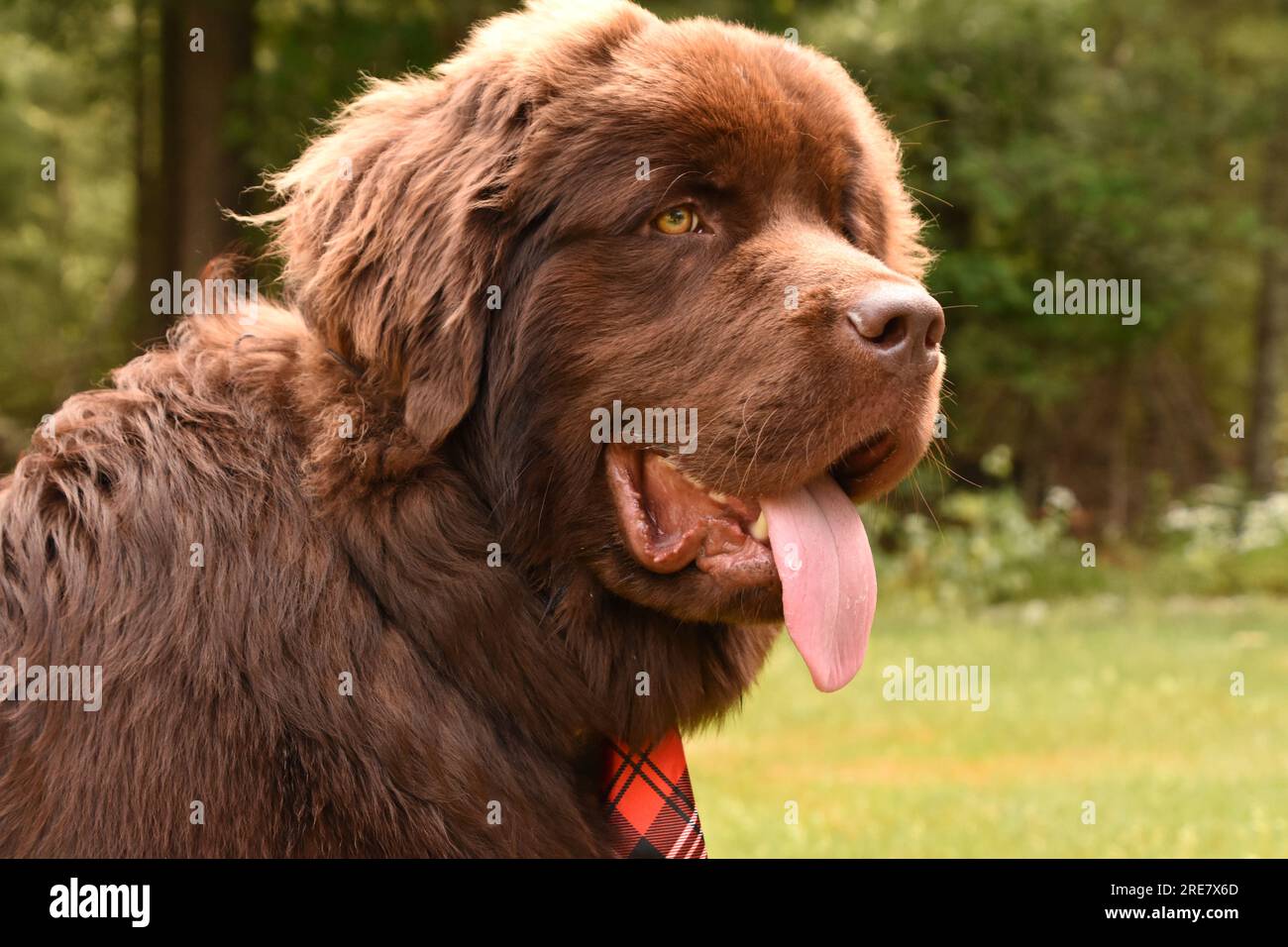 Newfoundland teddy bear hi-res stock photography and images - Alamy