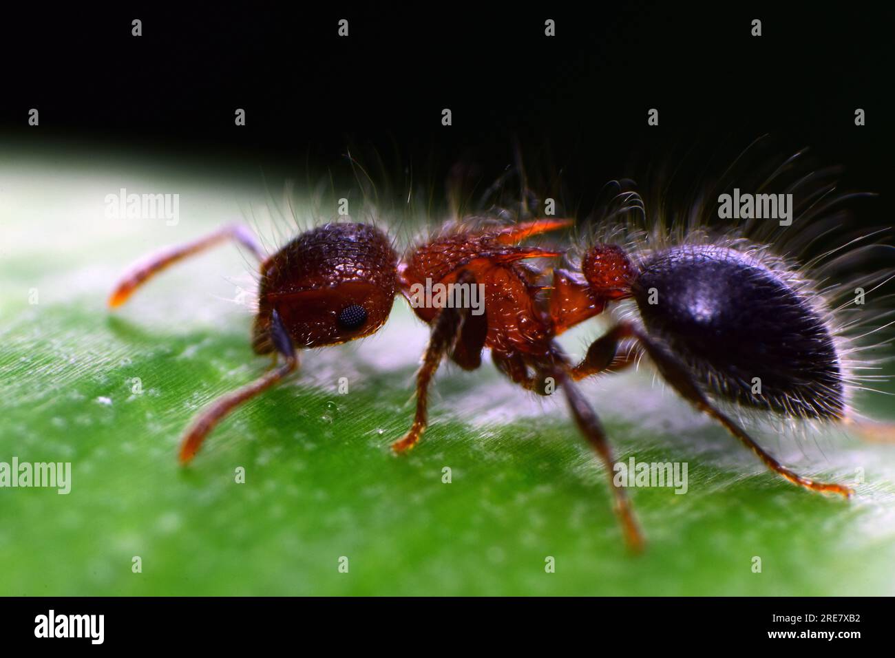 Red ant on leaf in hi-res stock photography and images - Alamy