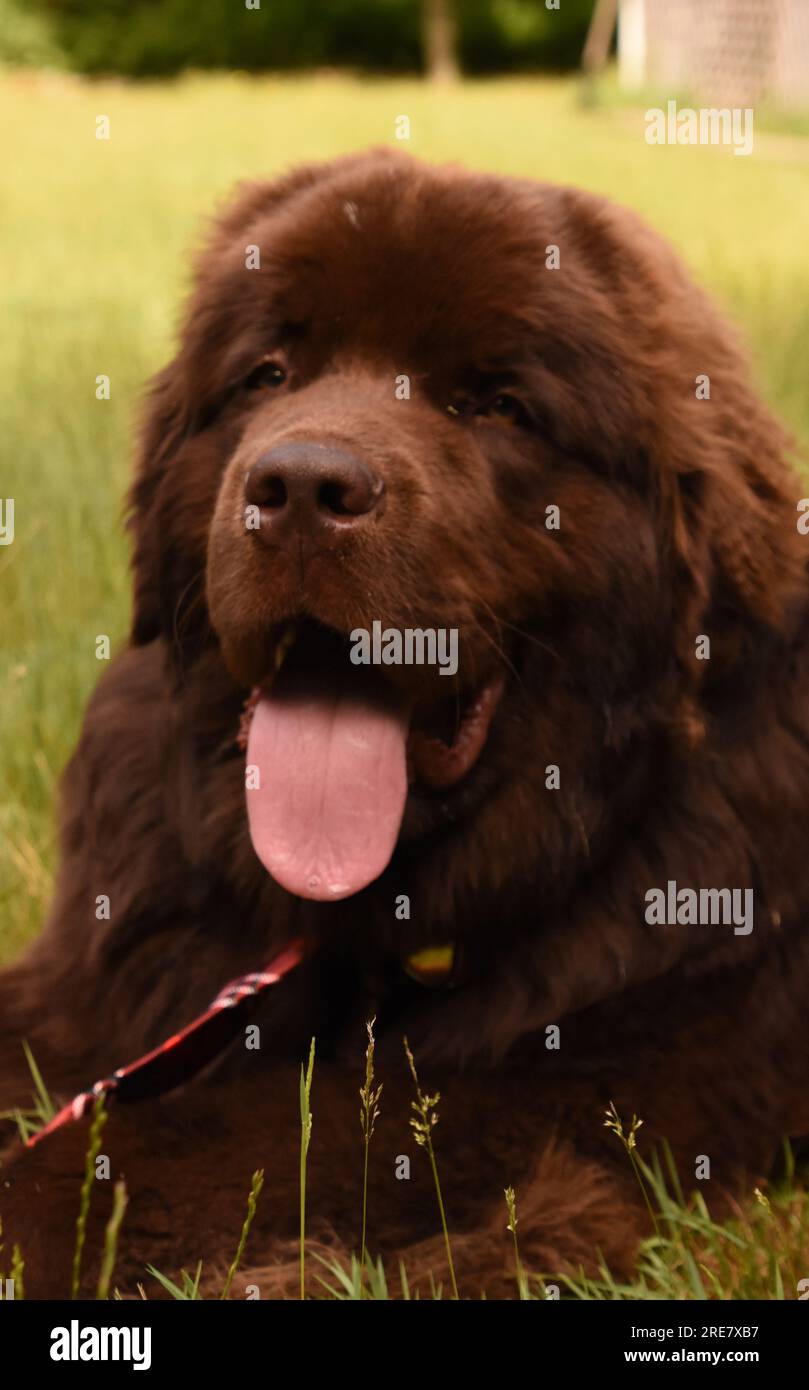 Newfoundland teddy bear hi-res stock photography and images - Alamy