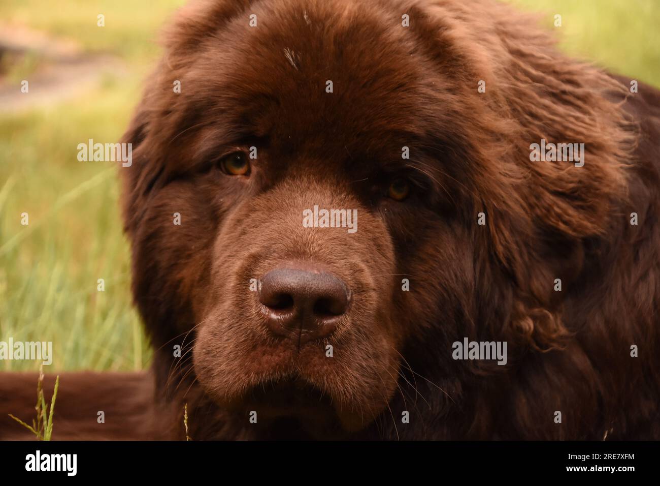 Newfoundland teddy bear hi-res stock photography and images - Alamy