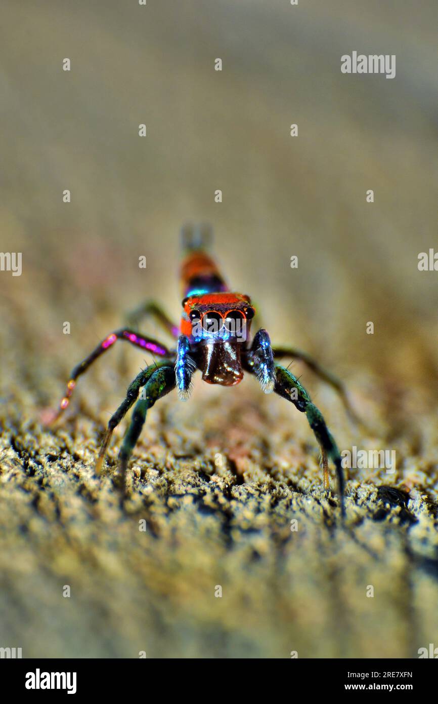 Ground jumping spider hi-res stock photography and images - Alamy