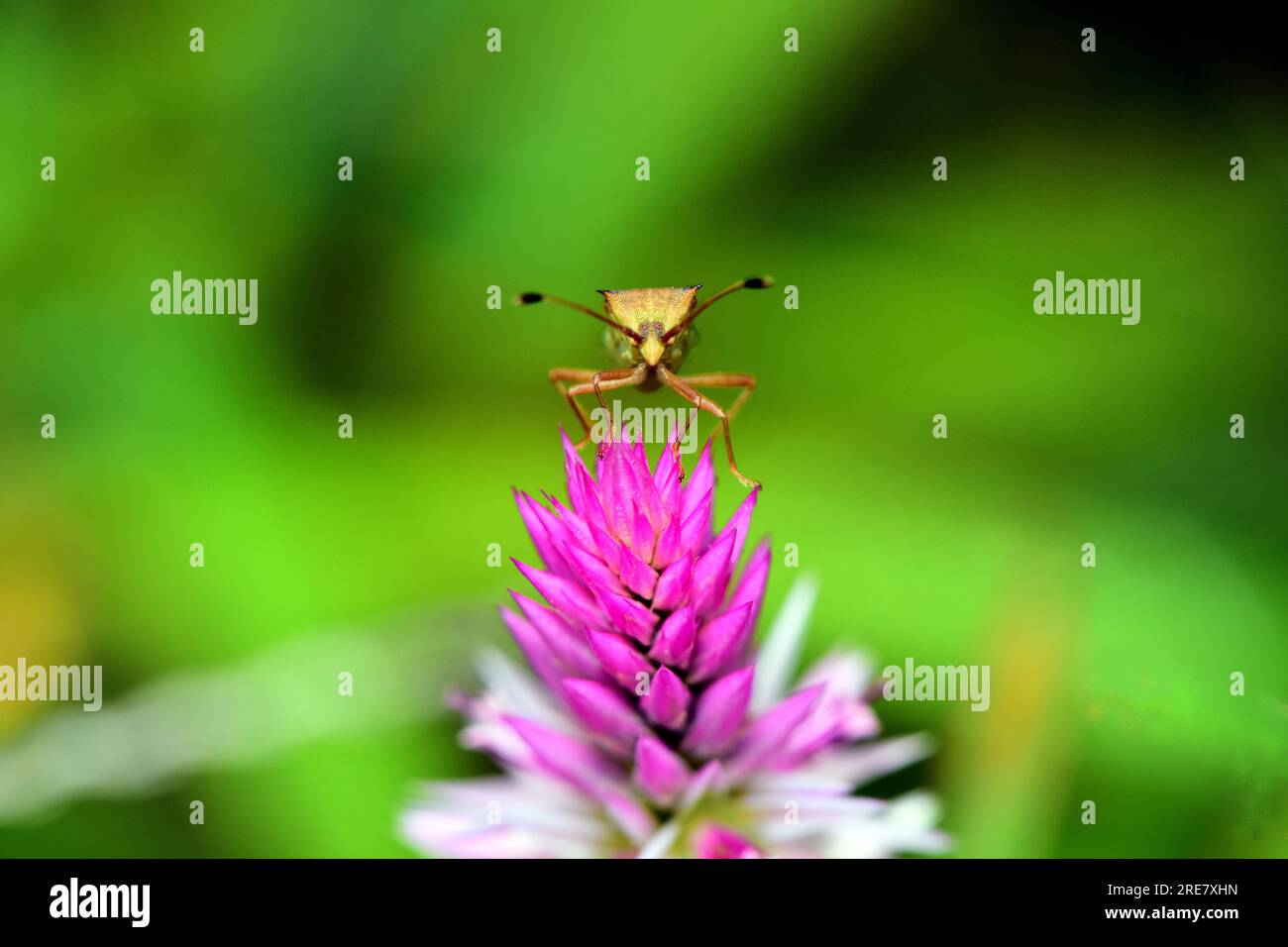 Tiny bug on the pink flower in the garden - Macro photography -Galle ...