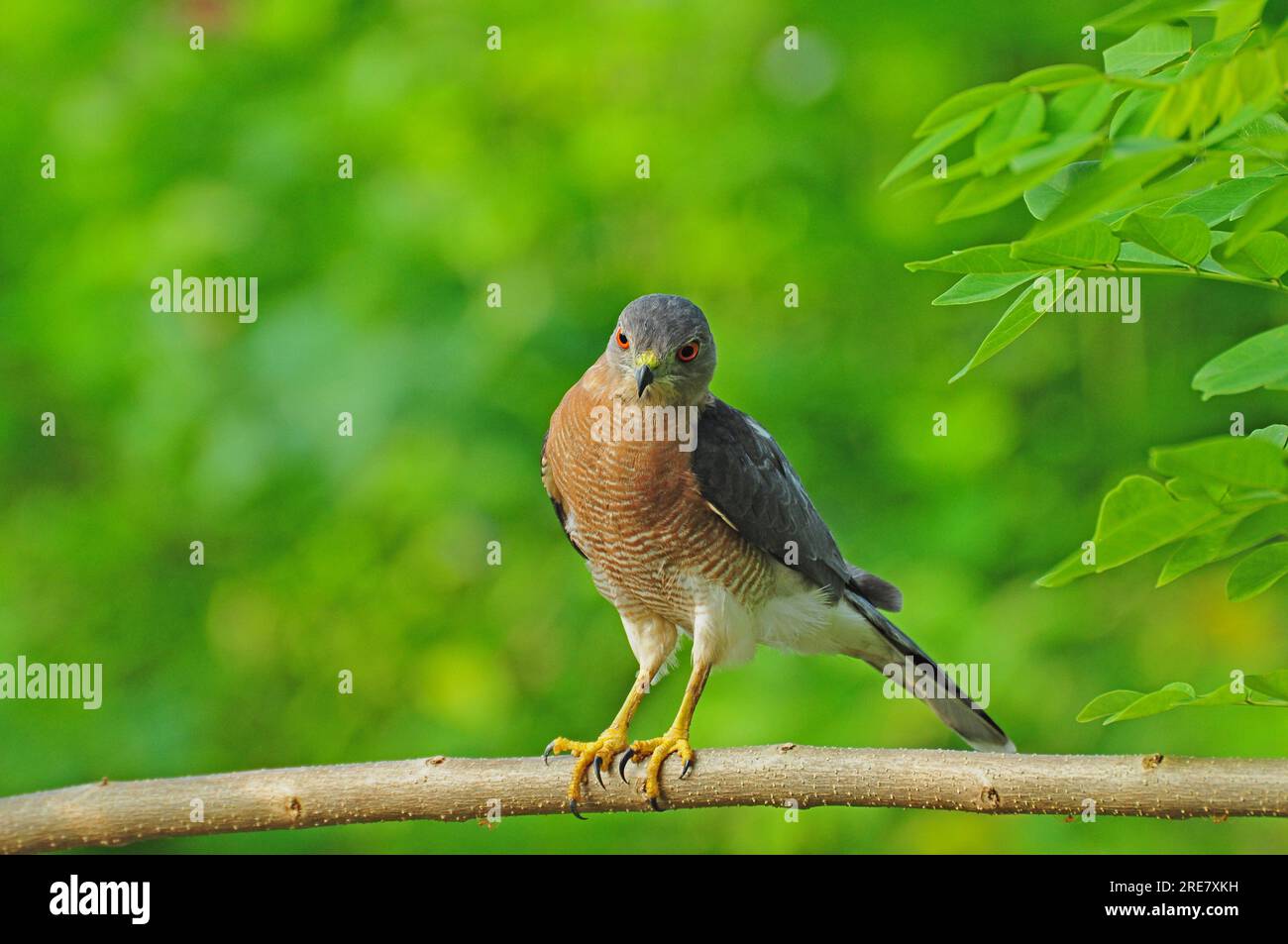 Shikra in forest hi-res stock photography and images - Alamy