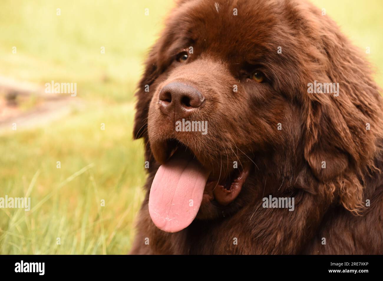 Large Newfoundland dog with a big pink tongue sticking out Stock Photo ...
