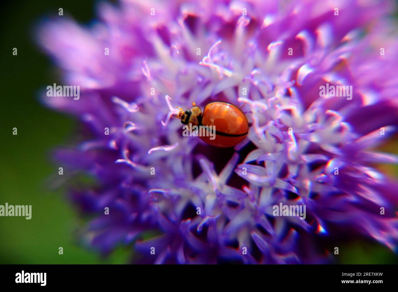 Orange colored lady bird on a violet-colored flower- close up ...