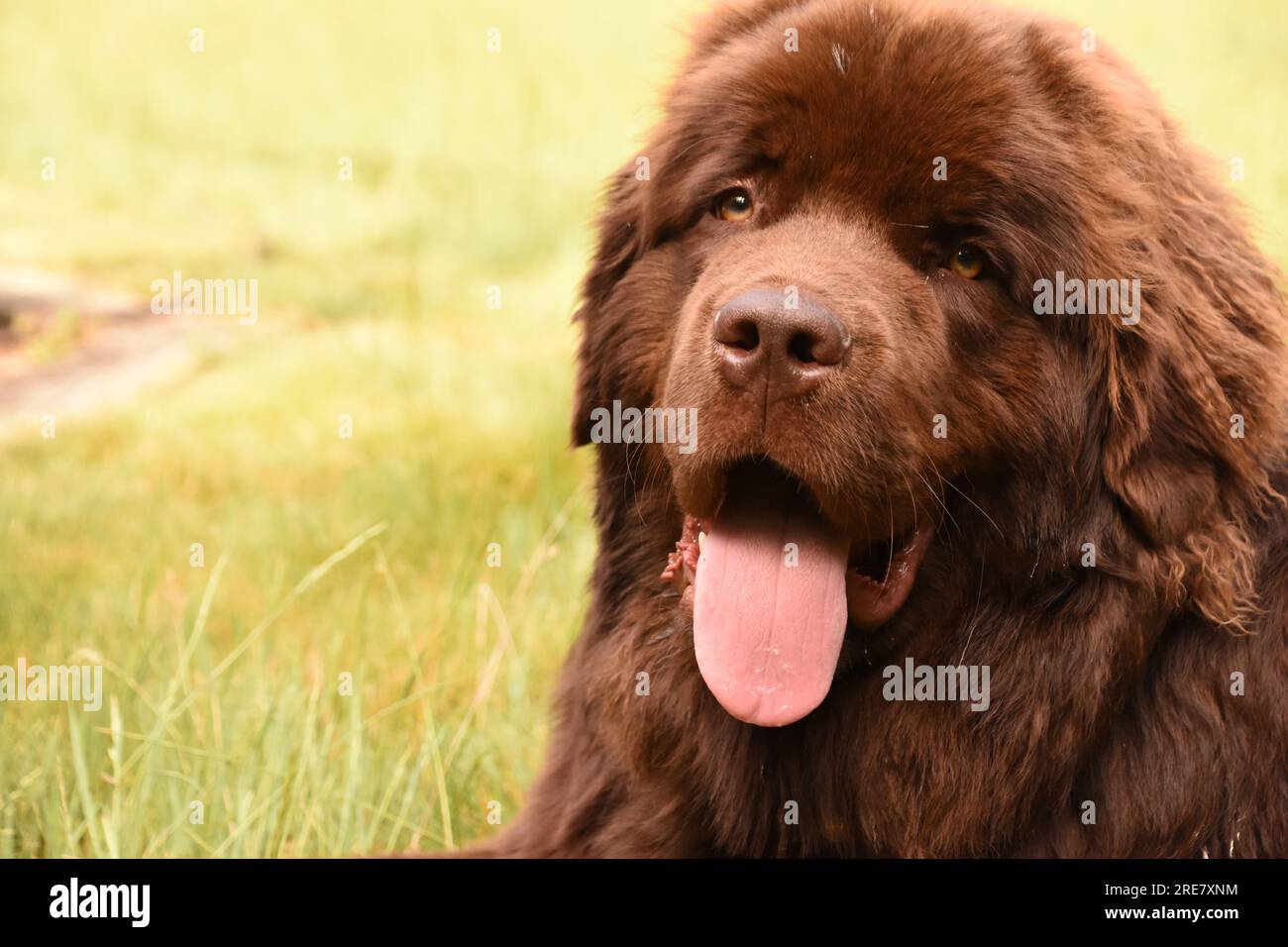 Newfoundland teddy bear hi-res stock photography and images - Alamy