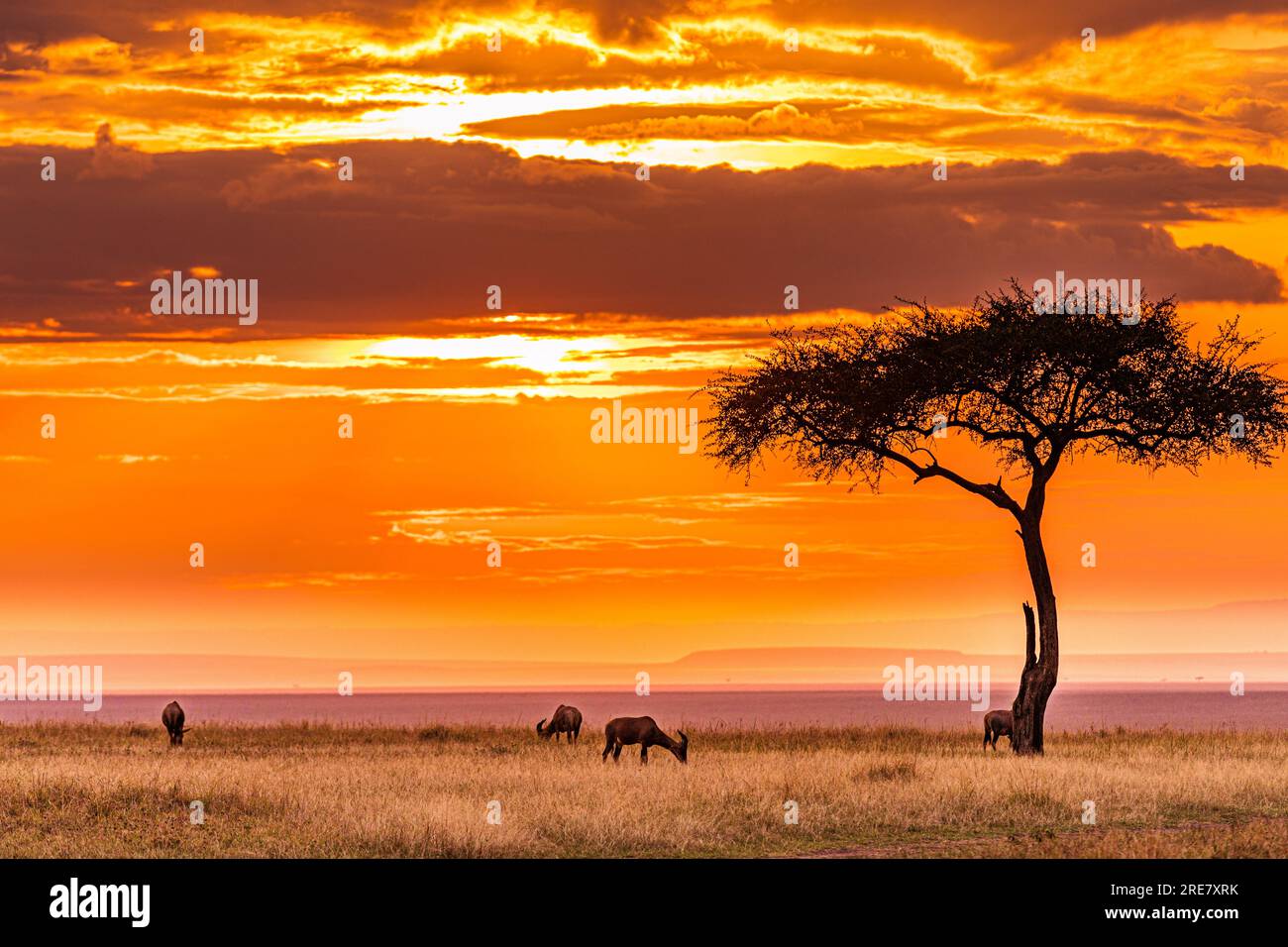 Maasai Mara National Reserve is an area of preserved savannah ...