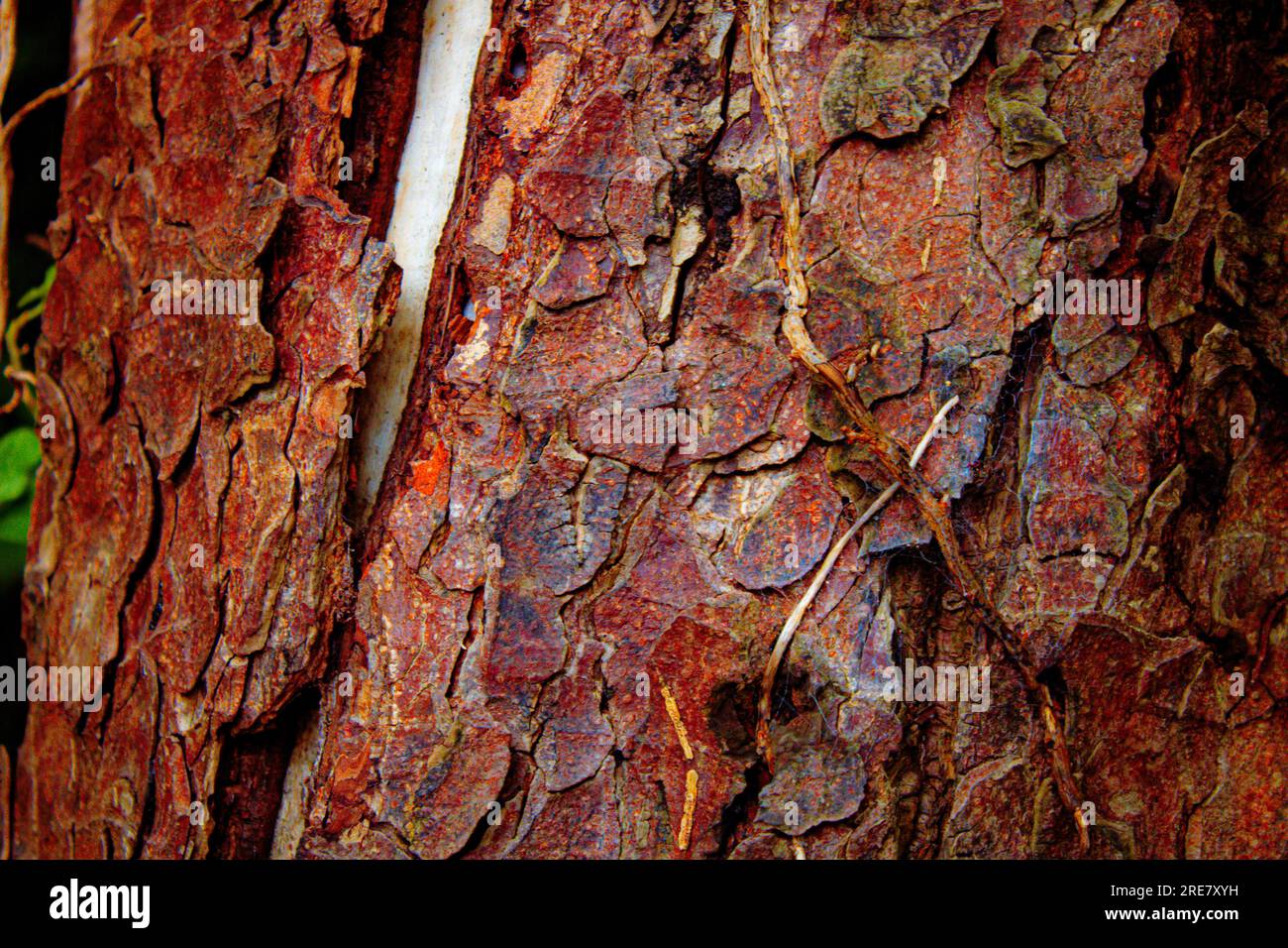 Red wood tree texture detail hi-res stock photography and images - Alamy