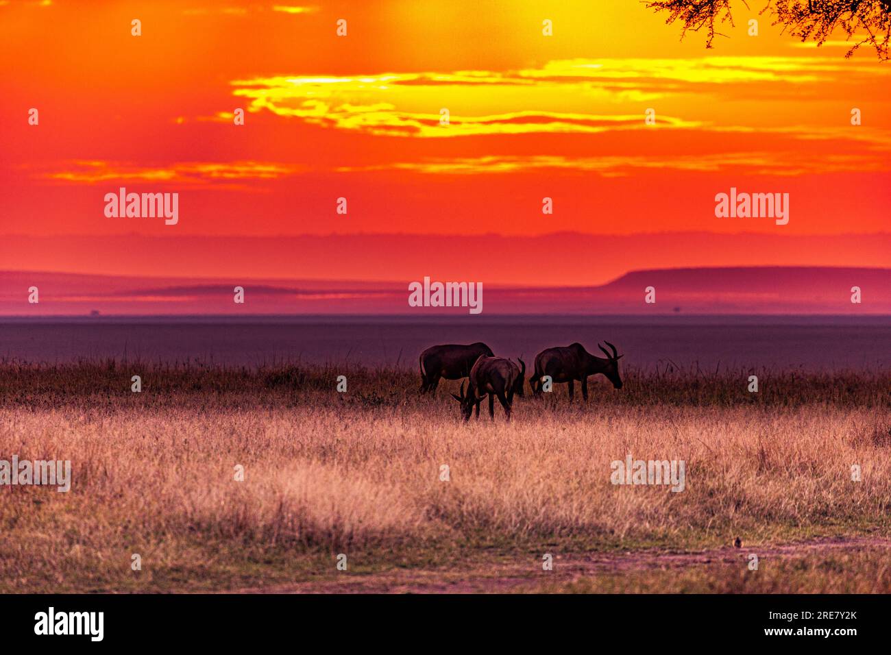 Maasai Mara National Reserve is an area of preserved savannah ...