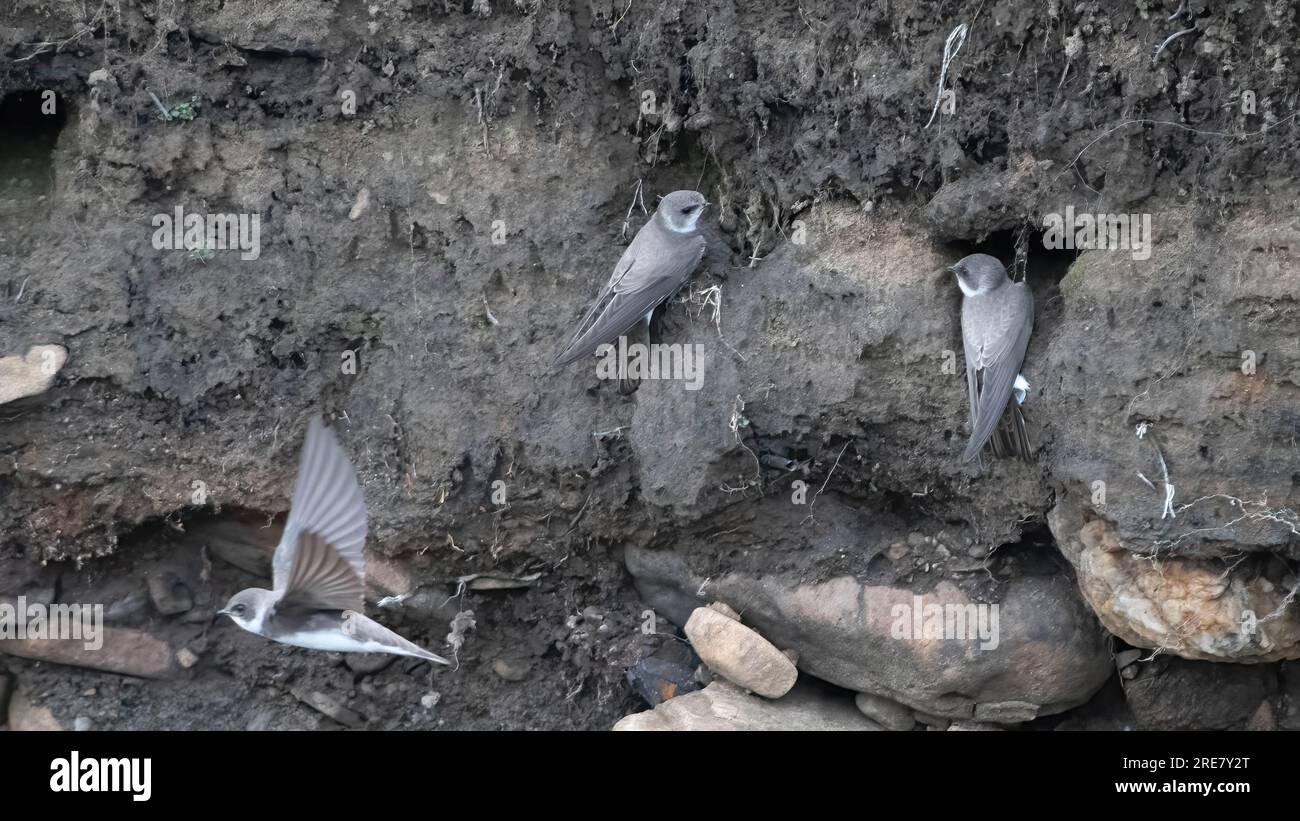 Common sand martin hi-res stock photography and images - Alamy